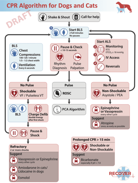 Recover CPR Updated Guidelines - Vetrinurse CPD